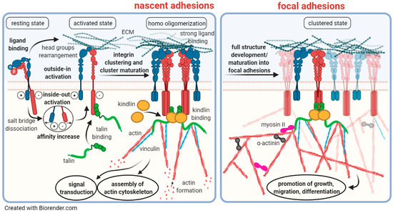 RGD-Binding Integrins Revisited: How Recently Discovered Functions and ...