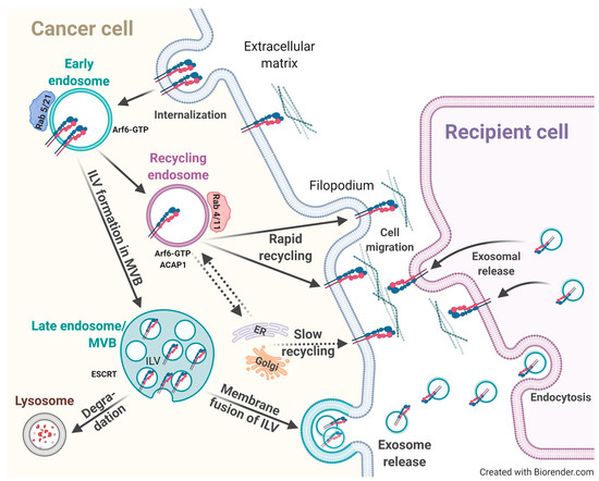RGD-Binding Integrins Revisited: How Recently Discovered Functions and ...