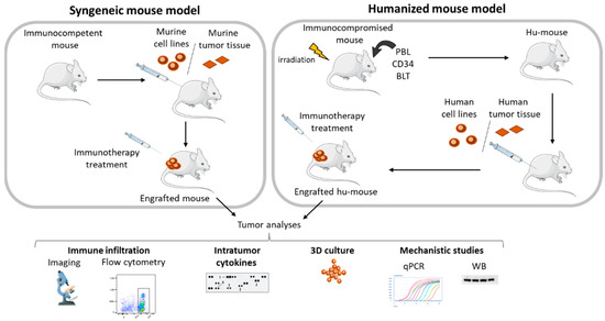 Colorectal Cancer and Immunity: From the Wet Lab to Individuals