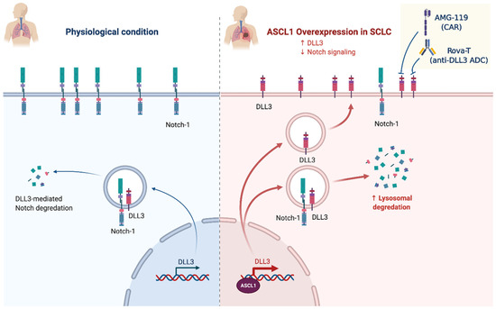 Small Cell Lung Cancer: State of the Art of the Molecular and Genetic ...