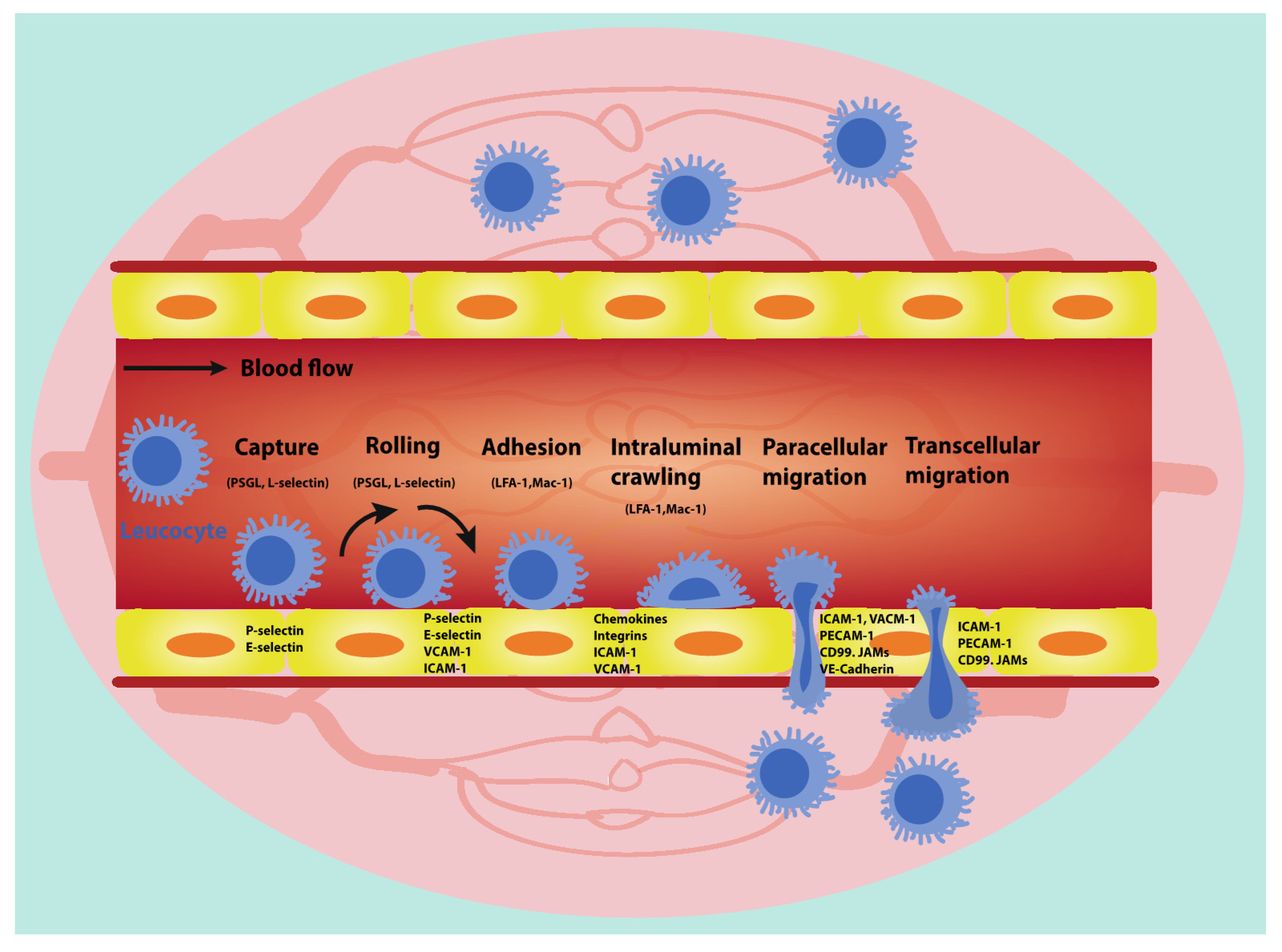The Tumour Vasculature as a Target to Modulate Leucocyte Trafficking