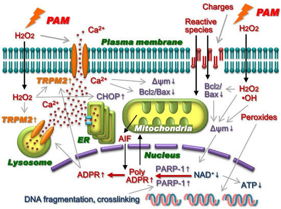 Plasma-Treated Solutions (PTS) in Cancer Therapy