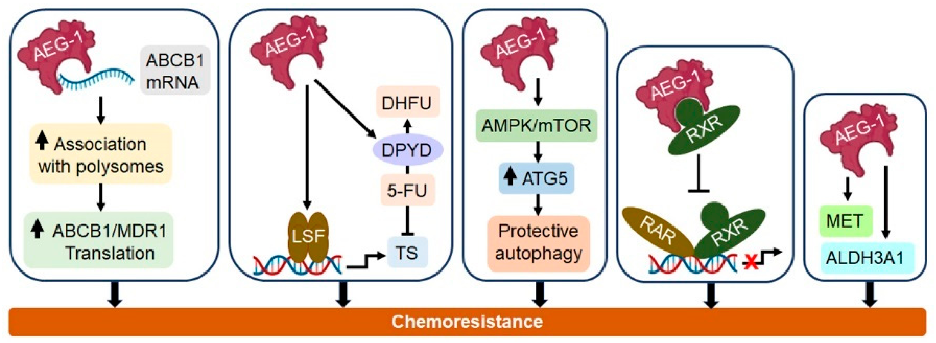 Multifunctional Role of Astrocyte Elevated Gene-1 (AEG-1) in Cancer ...