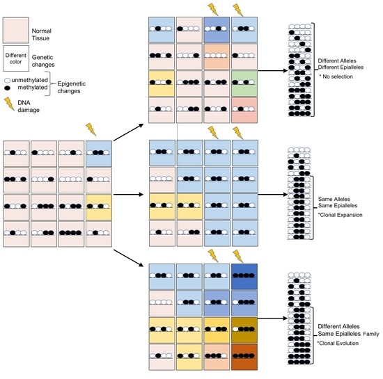 Cancers | Special Issue : Cancer Evolution