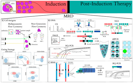 Cancers | Free Full-Text | Minimal Residual Disease in Acute ...