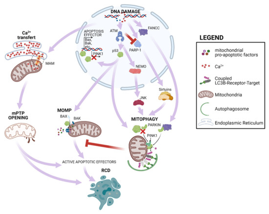 Mitochondrial Control of Genomic Instability in Cancer