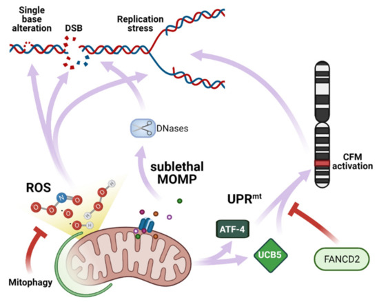 Mitochondrial Control of Genomic Instability in Cancer
