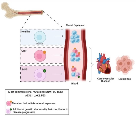 Cancers | Free Full-Text | Myelodysplasia Syndrome, Clonal Hematopoiesis and Cardiovascular Disease