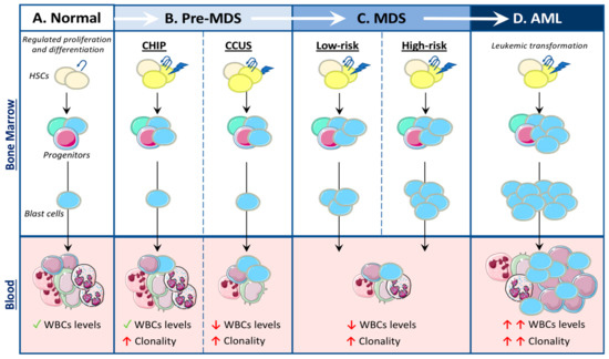 Myelodysplasia Syndrome, Clonal Hematopoiesis and Cardiovascular Disease