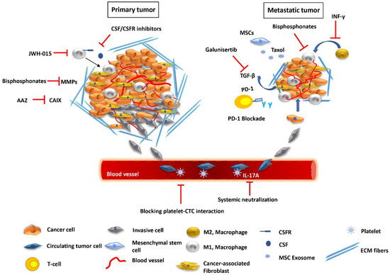 The Role of Tumor Microenvironment in Cancer Metastasis: Molecular ...