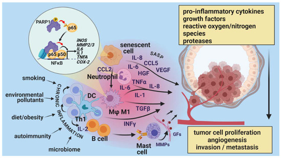 The PARP Enzyme Family and the Hallmarks of Cancer Part 2: Hallmarks ...