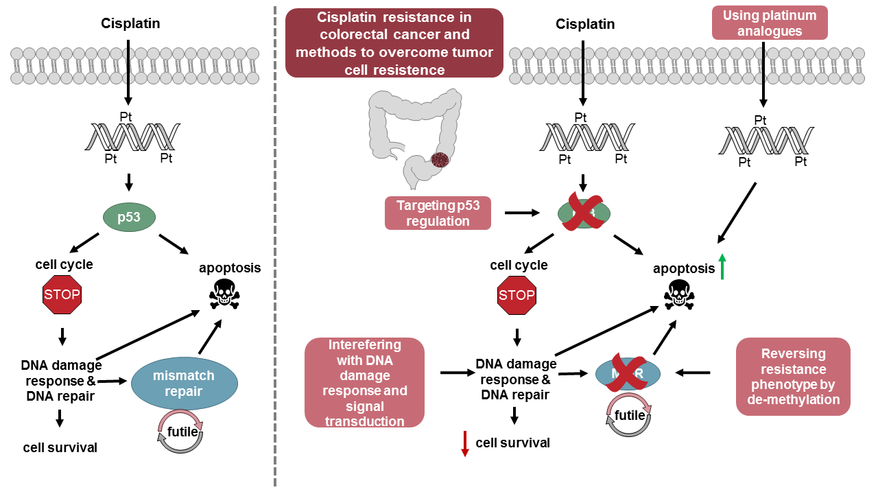 Cancers | Free Full-Text | Platinum Complexes in Colorectal Cancer and ...