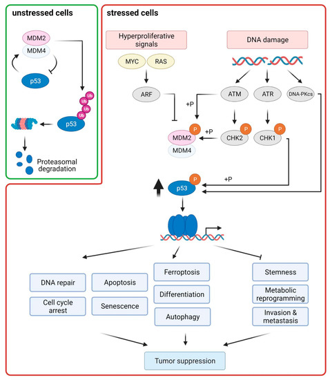 The Role of p53 Signaling in Colorectal Cancer