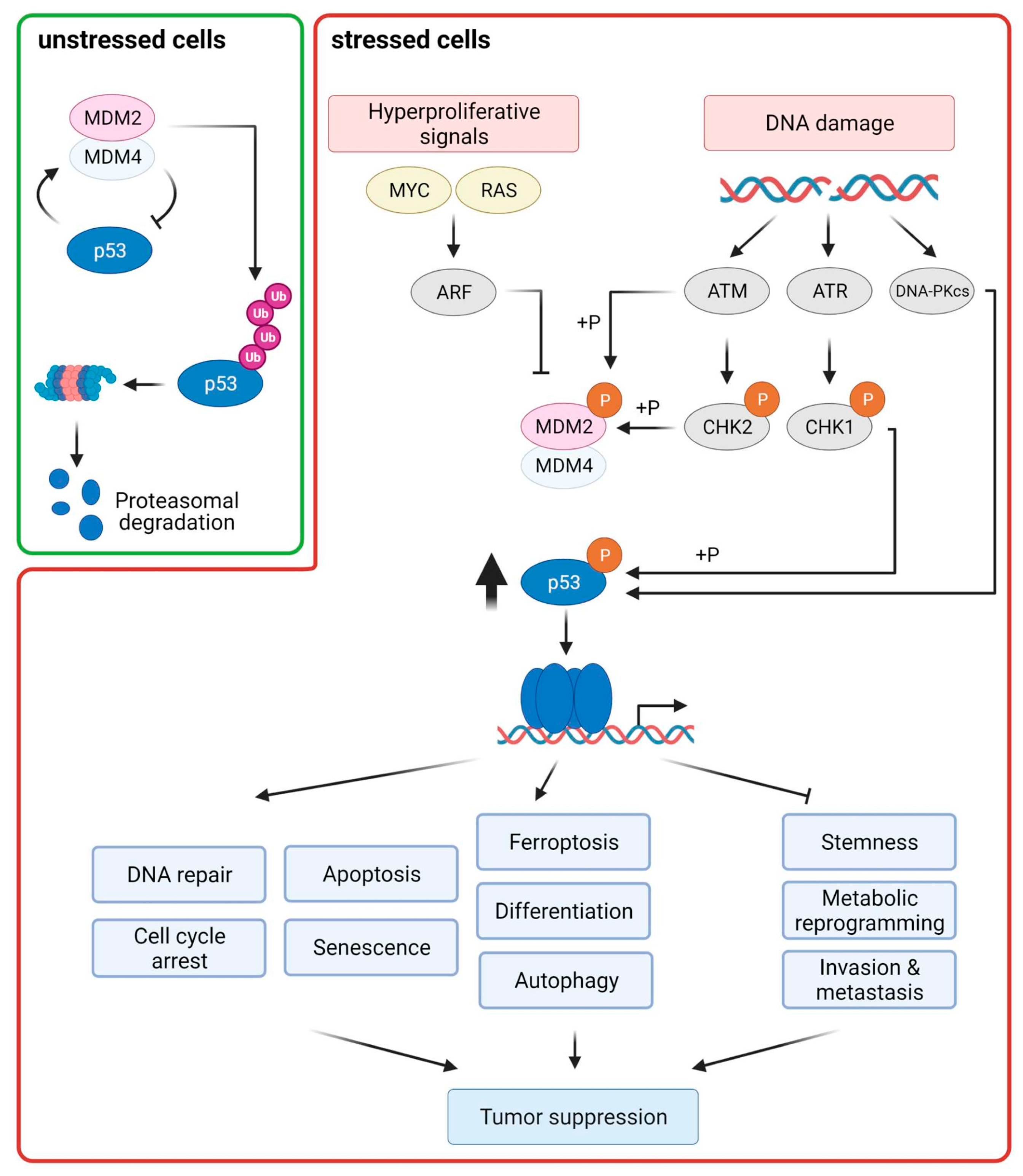 Cancers Free Full Text The Role Of P53 Signaling In Colorectal Cancer