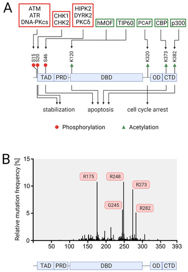 The Role of p53 Signaling in Colorectal Cancer