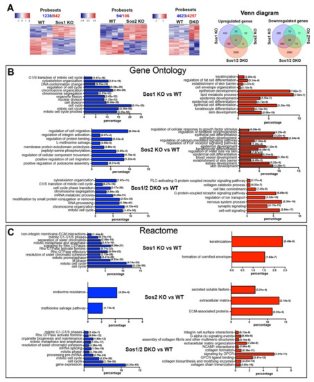 Functional Specificity of the Members of the Sos Family of Ras-GEF ...