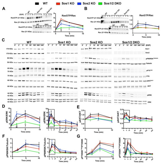 Functional Specificity of the Members of the Sos Family of Ras-GEF ...