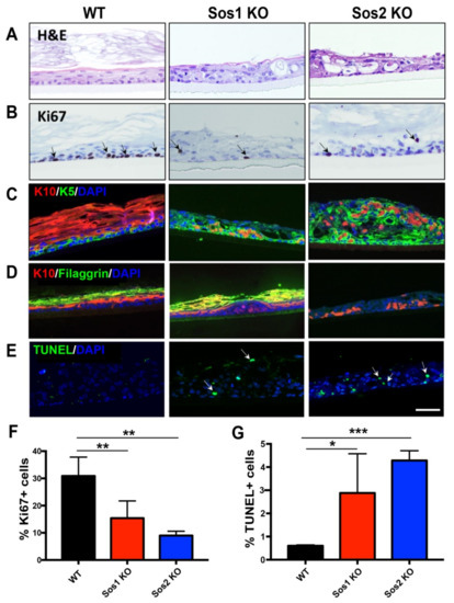 Functional Specificity of the Members of the Sos Family of Ras-GEF ...