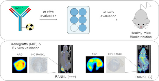 Cancers | Free Full-Text | Immuno-PET Molecular Imaging of RANKL in Cancer
