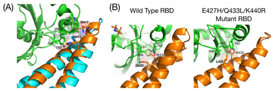 RLIP76: A Structural and Functional Triumvirate
