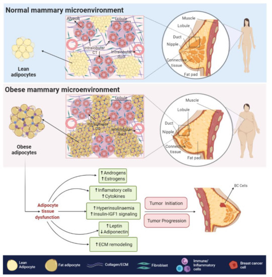 Cancers Free Full Text Obesity And Androgen Receptor Signaling