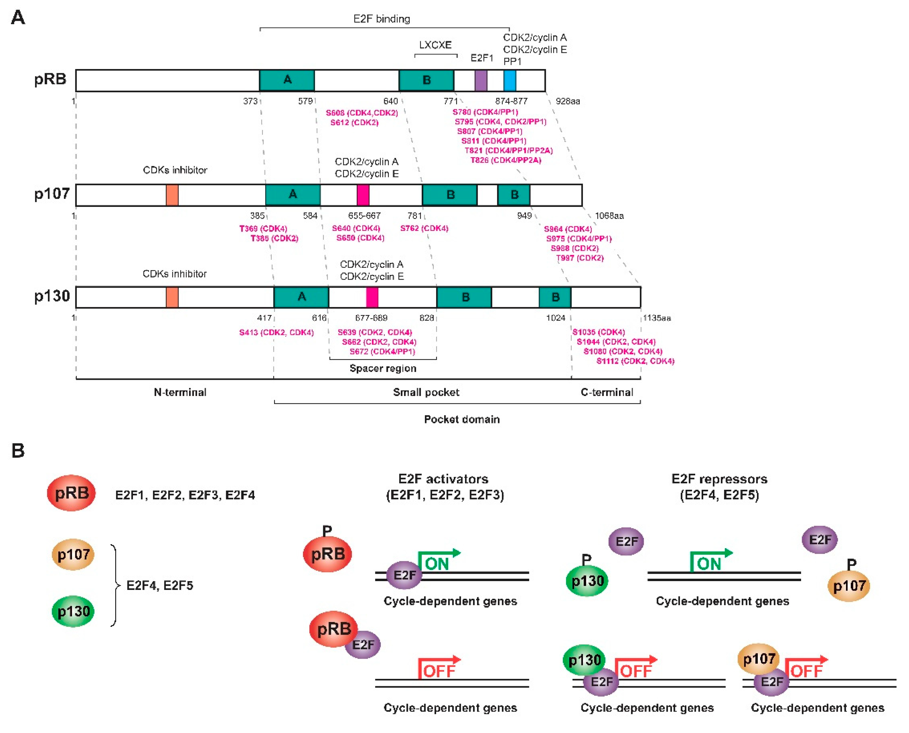 Retinoblastoma Protein Structure