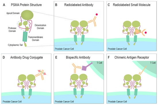 More Than Meets the Eye: Scientific Rationale behind Molecular Imaging ...