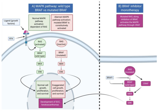Defining the Criteria for Reflex Testing for BRAF Mutations in ...
