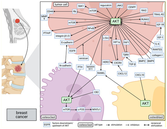 Cancers | Free Full-Text | AKT in Bone Metastasis of Solid Tumors: A ...