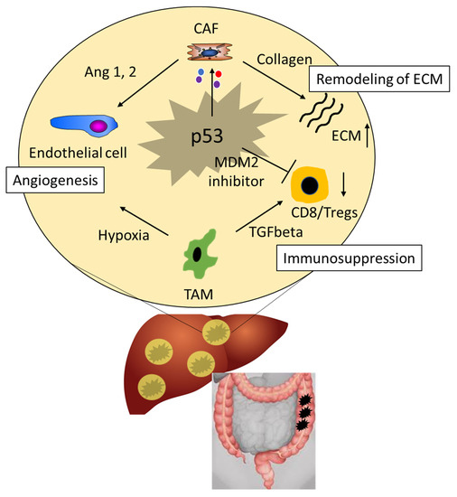 The Role of p53 Dysfunction in Colorectal Cancer and Its Implication ...