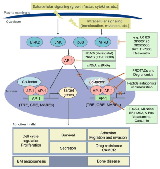 The Role of AP-1 Transcription Factors in Plasma Cell Biology and ...