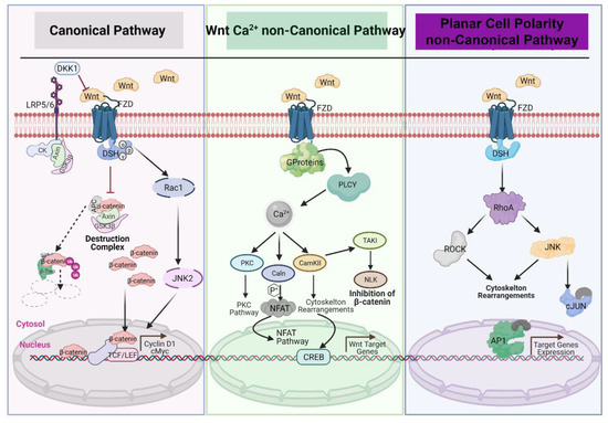 Targeting Wnt Signaling in Endometrial Cancer