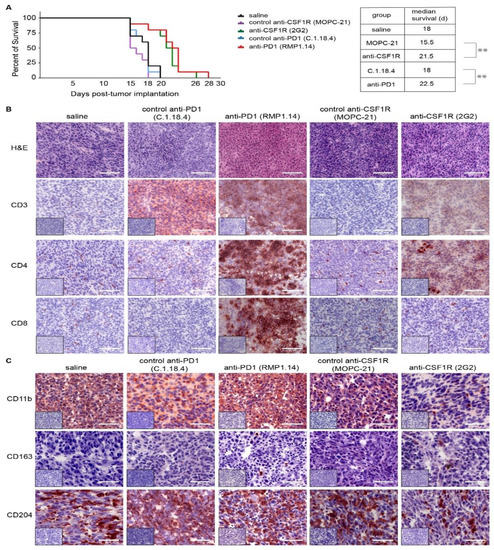 Targeting CSF1R Alone or in Combination with PD1 in Experimental Glioma