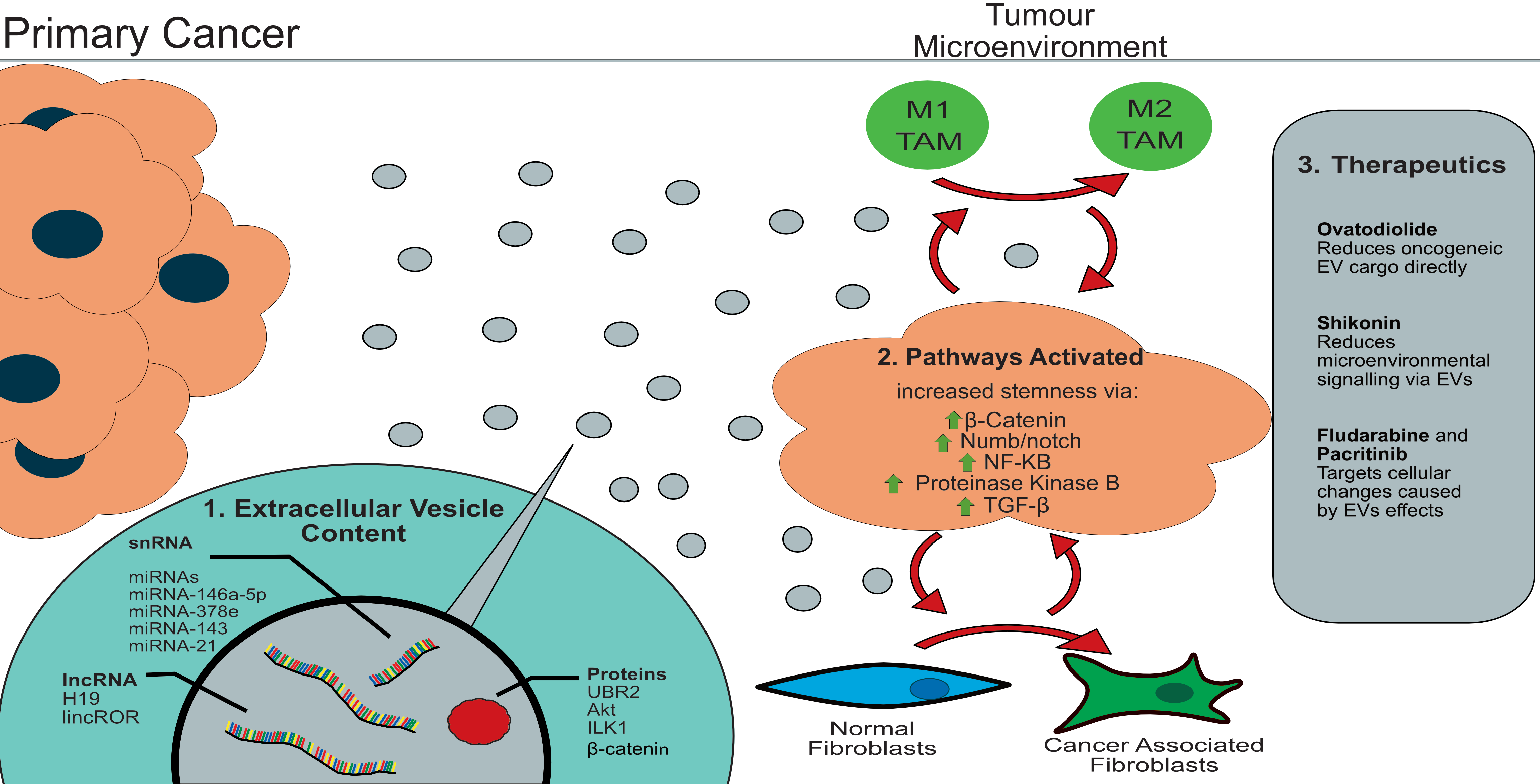 Cancers | Free Full-Text | The Role of Extracellular Vesicles in the Development of a Cancer ...