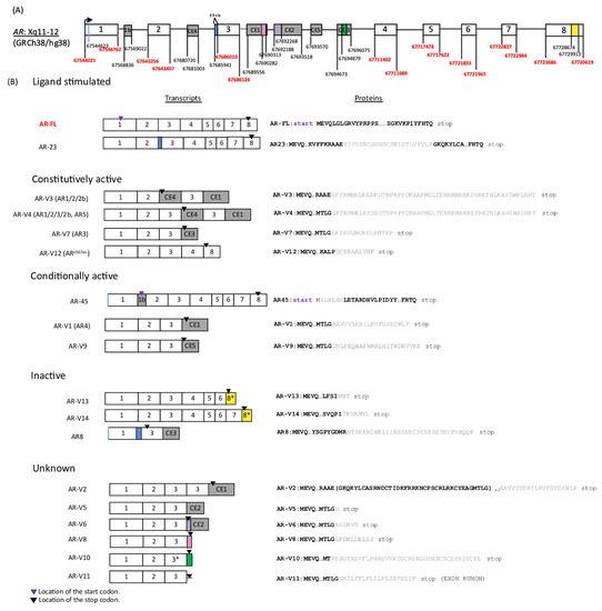 AR Splicing Variants and Resistance to AR Targeting Agents