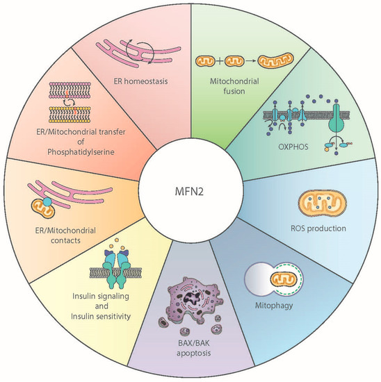 Mitochondrial Dynamics and Liver Cancer