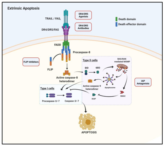 Therapeutics Targeting the Core Apoptotic Machinery