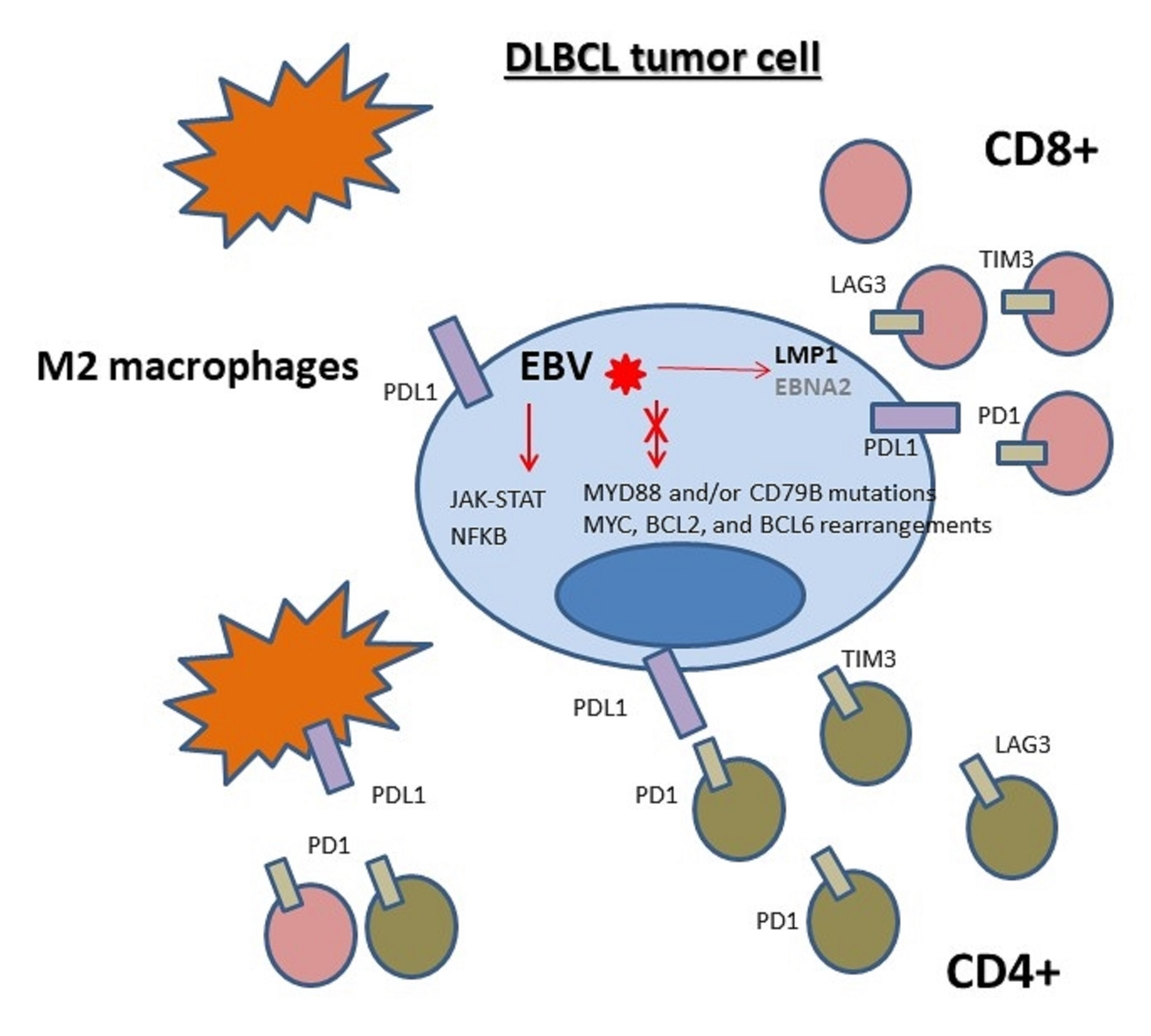 Cancers Free Full Text Advances In The Pathogenesis Of Ebv