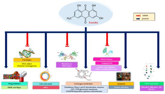 Is Emodin with Anticancer Effects Completely Innocent? Two Sides of the ...