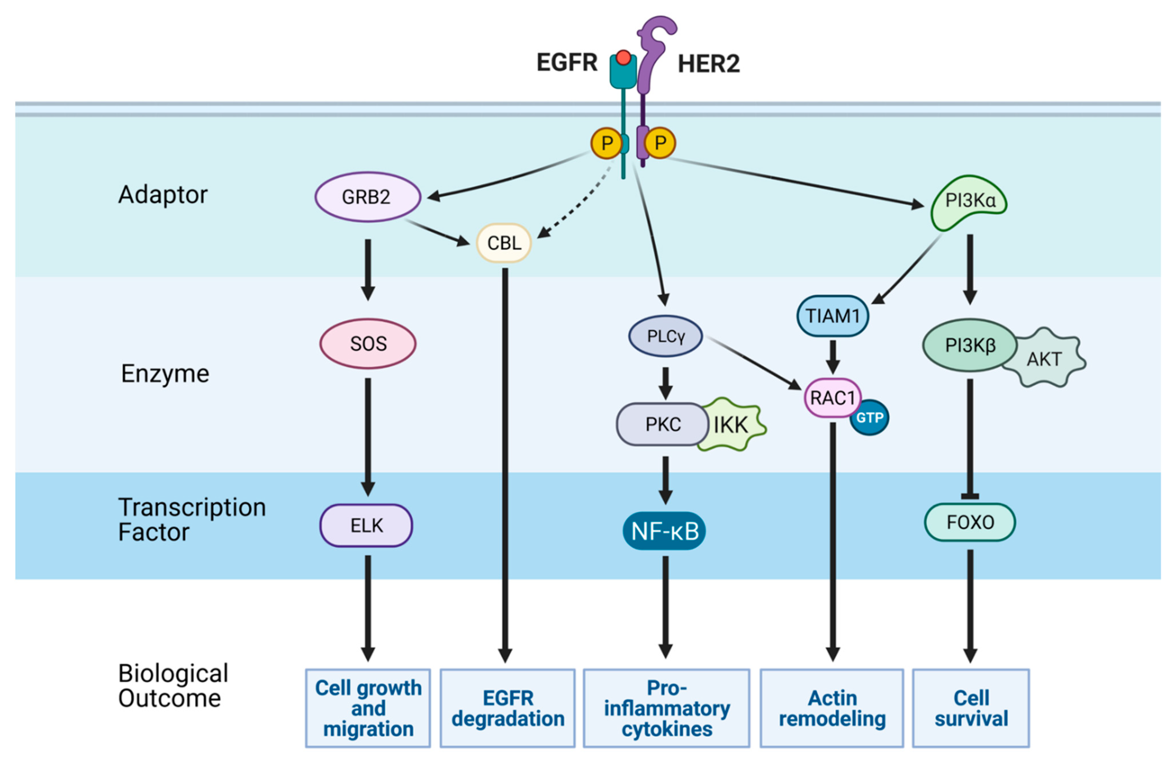 Nuclear Egfr Signalling Network In Cancers Linking Egfr 57 Off