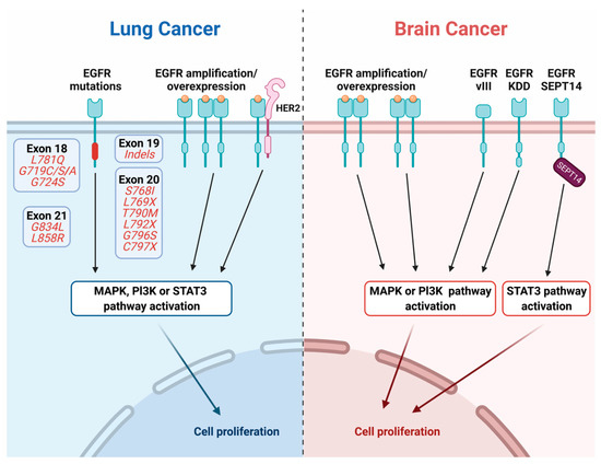 EGFR in Cancer: Signaling Mechanisms, Drugs, and Acquired Resistance
