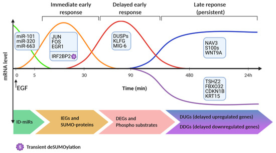 EGFR in Cancer: Signaling Mechanisms, Drugs, and Acquired Resistance