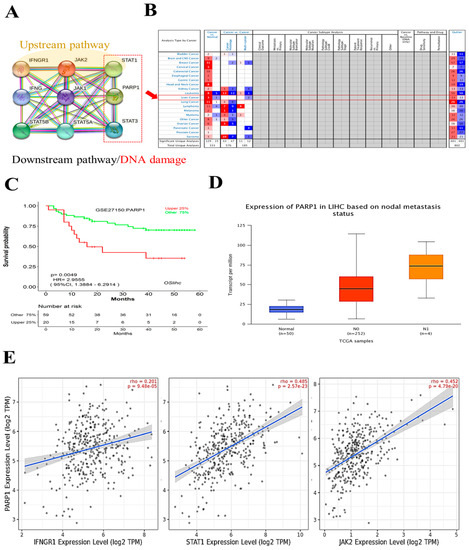 Induced Mitochondrial Alteration and DNA Damage via IFNGR-JAK2-STAT1 ...