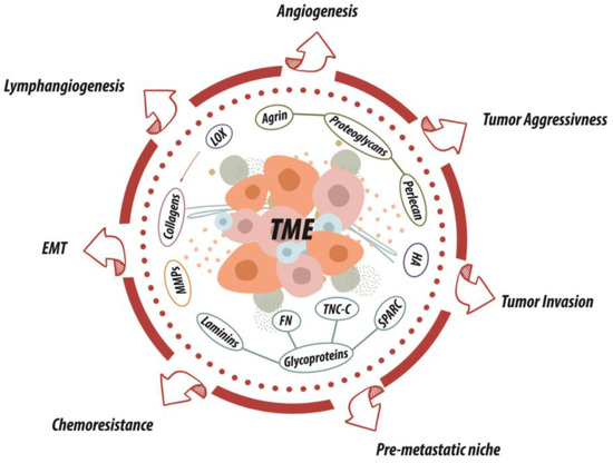 ECM Remodeling in Squamous Cell Carcinoma of the Aerodigestive Tract ...