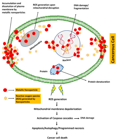 A Systematic Review of Biosynthesized Metallic Nanoparticles as a ...
