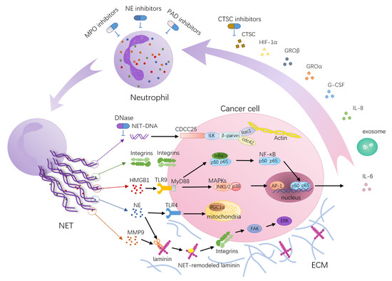 Neutrophil Extracellular Traps in Tumor Metastasis: Pathological Functions and Clinical Applications