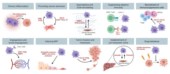Tumor-Associated Macrophages in Pancreatic Ductal Adenocarcinoma ...