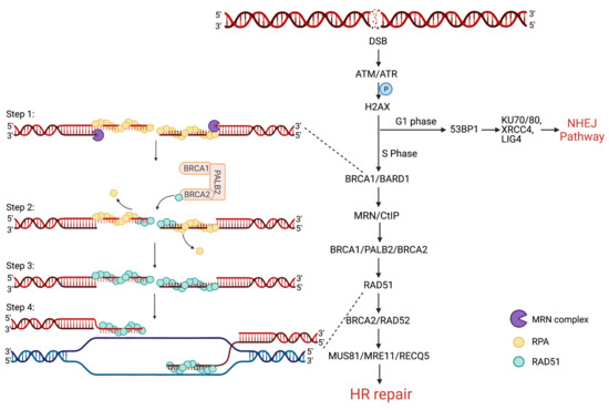 Regulation of RAD51 at the Transcriptional and Functional Levels: What ...