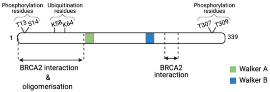 Regulation of RAD51 at the Transcriptional and Functional Levels: What ...