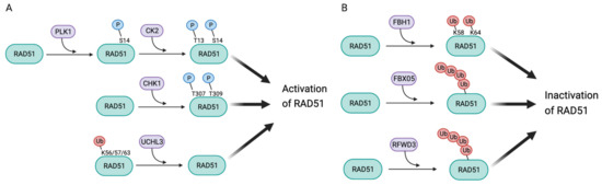 Regulation of RAD51 at the Transcriptional and Functional Levels: What ...